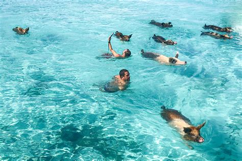 Pig Beach Tour How To Experience The Bahamas Swimming Pigs