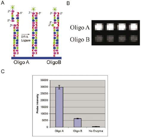 Sequence Speci®c Ligation Reactions A Ligation Scheme Showing Download Scientific Diagram