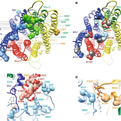 Cftr Is Decreased In The Lung Of Gold 4 Copd Patients A Cftr Protein Download Scientific