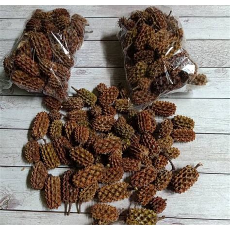 Jual Biji Cemara 100 Pcs Shopee Indonesia