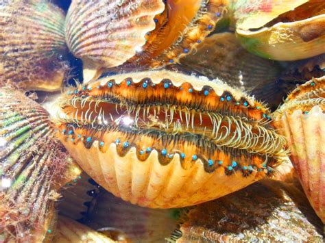 Scalloping In Florida Stay At Plantation On Crystal River Carrie On