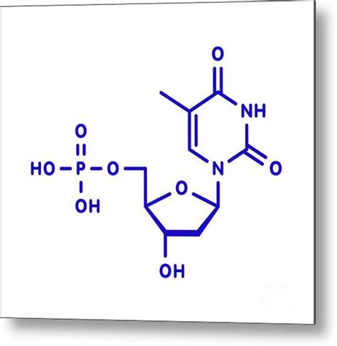 Deoxythymidine Monophosphate