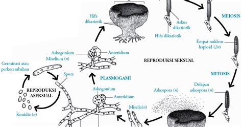 Ascomycotina Fungi Pengertian Ciri Ciri Contoh Reproduksi Struktur