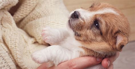 The 10 Most Badass Dog Breeds That Look Tough