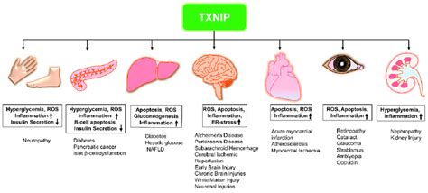 the role of txnip in the development of various diseases elevated