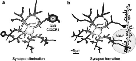 3 Microglial Regulation Of Synapse Number An Overview Of The Proposed