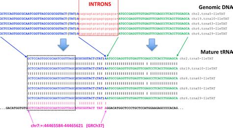 Mintmap Profiling Nuclear And Mitochondrial Trna Fragments From Short