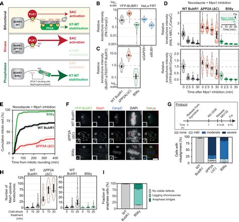 A Bifunctional Kinasephosphatase Module Balances Mitotic Checkpoint