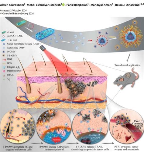 Melanoma Immunotherapy Chemotherapy Phototherapy Phytotherapy Targetedtherapy Topical