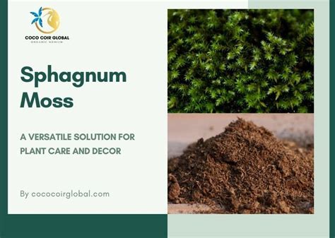 How To Grow Sphagnum Moss A Complete Guide