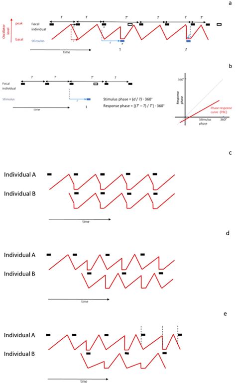 Oscillators And Coupled Oscillators Alternation A Similar To