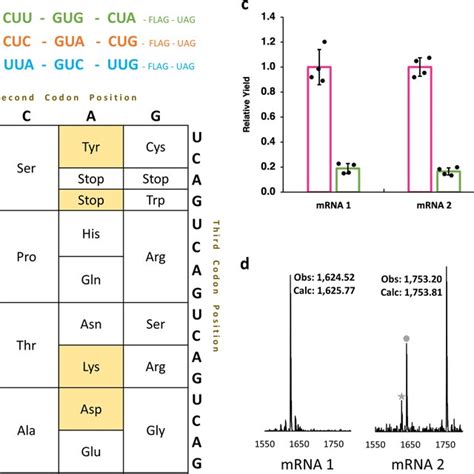 Sense Codon Reassignment Of The Leucine Codon Box To Encode 5 Distinct