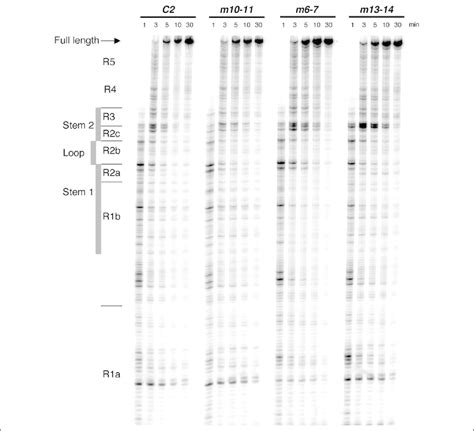 Primer Extension Capture At Melissa Trexler Blog