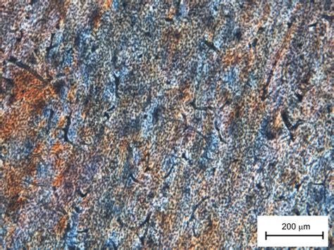 19 A Micrograph Of A Reticular Microstructure Longitudinal Section Download Scientific