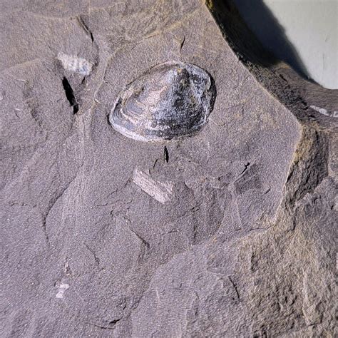 Unidentified Bivalve Member Collections The Fossil Forum