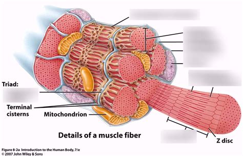 Sarcoplasm Histology Muscle Histology Flashcards