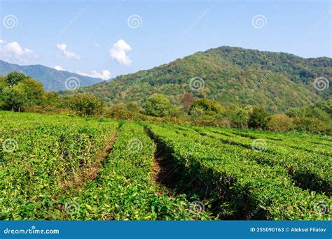 Fields of Tea, Harvest. Natural Selection, Fresh Tea Leaves at the Tea ...