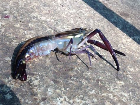 Macrobrachium Carcinus