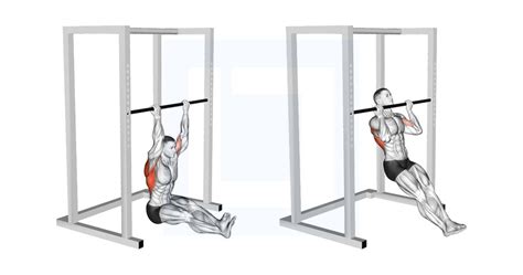 Inverted Row Guide Benefits And Form
