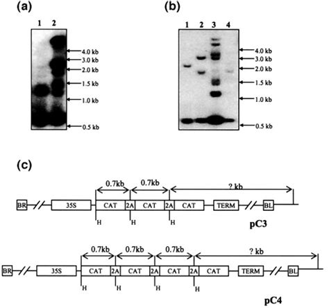 Evaluation Of T Dna Insertion Events In Transgenic Plants Containing