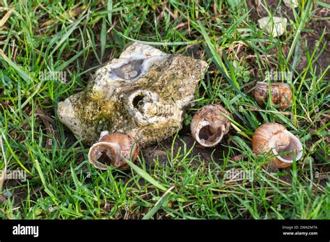 Empty Snail Shells Possibly Eaten By A Song Thrush Lying Next To A Stone In Grass UK Stock