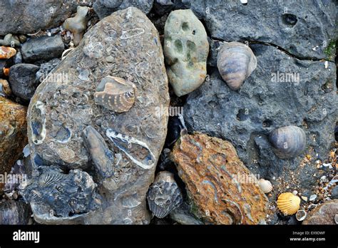 Fossil Shells Of Bivalves From The Cretaceous And Jurassic Period On Stock Photo Royalty Free