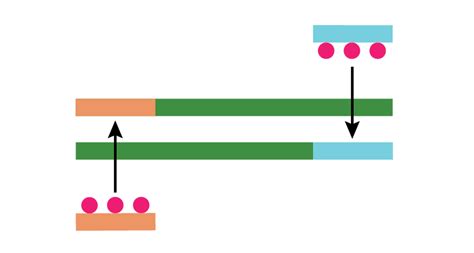Infographic Recombinase Polymerase Amplification In Action The Scientist