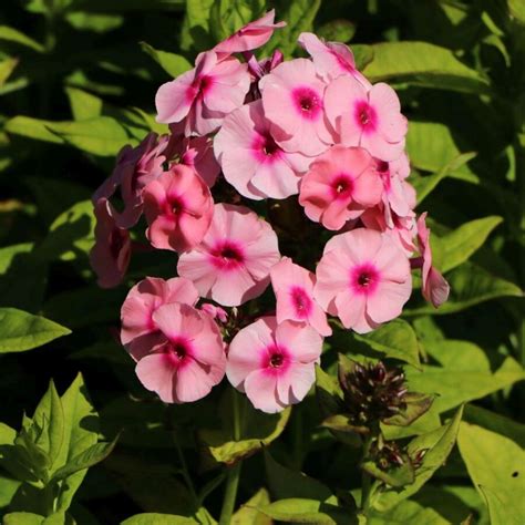 Phlox Paniculata Jeffs Pink Vendita Piante Online