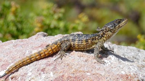The Most Unique Lizard Nests And Egg Laying Habits Reptilekingz