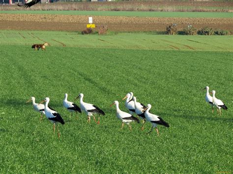 Птицы на полях 47 фото красивые фото и картинки Pofotoclub