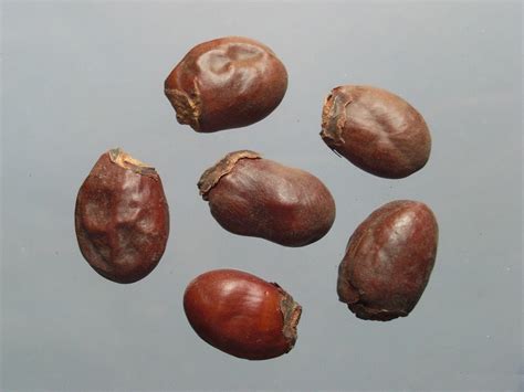 中药介绍 Chinese Herbs