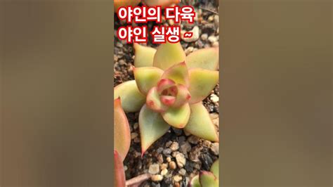 햇살 가득 따뜻한 오후 되세요~ 박서진 파종이 실생 다육 다유기 다육이 다육식물 반려식물 다육판매 다육이판매 다육이키우기 다육인스타그램 매혹이 청주