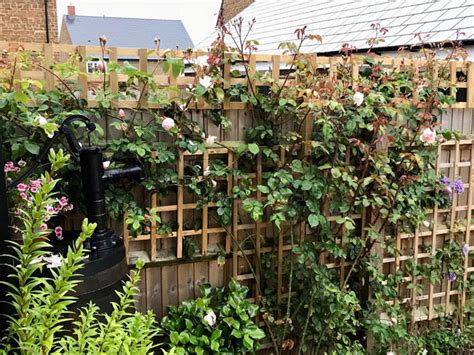 Bodicote New Build Maddie Pashley Garden Design