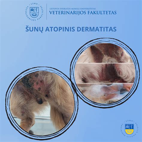 ŠunŲ Atopinis Dermatitas Lsmu Smulkiųjų Gyvūnų Klinika