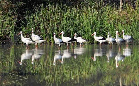 Sussex Wildlife Trust Added A New Sussex Wildlife Trust