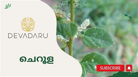 Cheroola Malayalam Ayurvedawellness Ayurvedichealing Ayurveda Kottakkal Kerala Keralanews