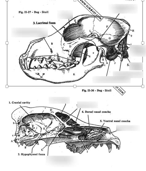 Diagram Of Sinuses Quizlet