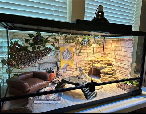 Beardie Enclosure Ideas Artofit