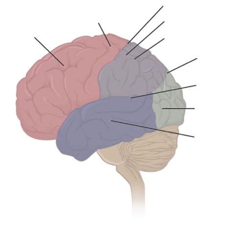 Cerebral Cortex Diagram Quizlet
