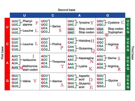 Steps On How To Read The Codon Chart Geneticsmadeeasy Amino
