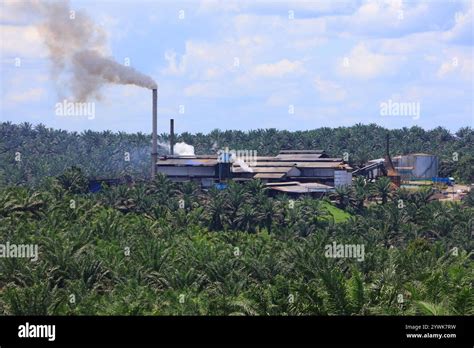 Oil Palm Mill In The Middle Of Oil Palm Plantation Agricultural Landscape Of Sabah Region In