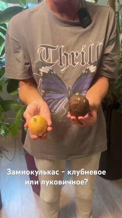 Определяем клубневое или луковичное растение у вас дома цветы домашниерастения цветыдлядома