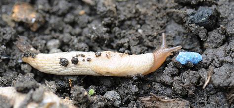 Slug Trail Hort News