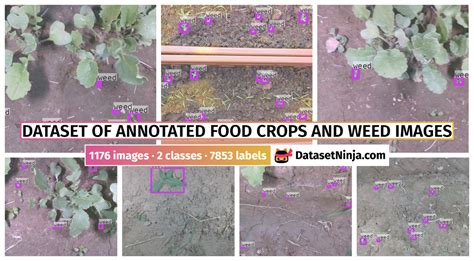 Dataset Of Annotated Food Crops And Weed Images Dataset Ninja