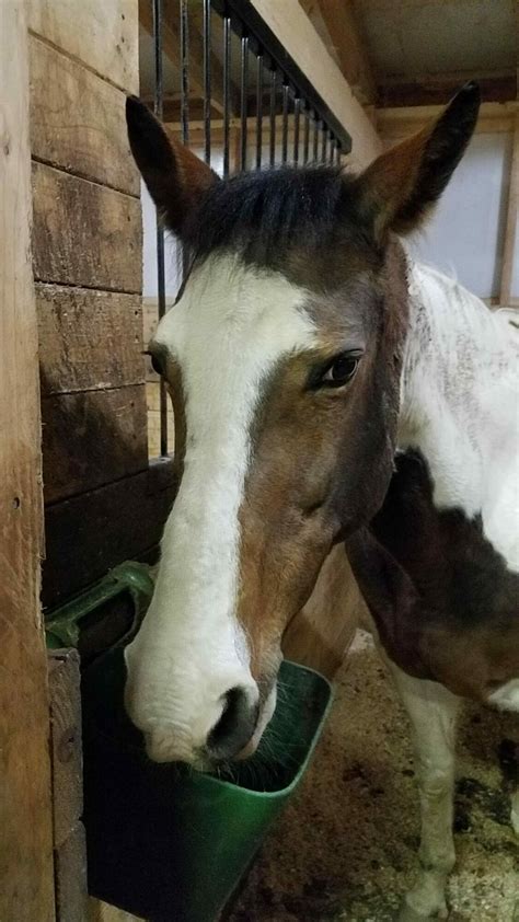 Check Out Isabella Mastropaolo Benders Story Voyage Ohio Magazine