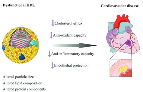 Dysfunctional Hdl And Cardiovascular Disease Hdl Are Highly Download Scientific Diagram
