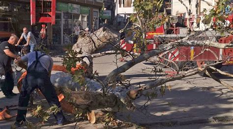 Се отстранува паднатата гранка од чинарот кај Кошишта • Webohrid