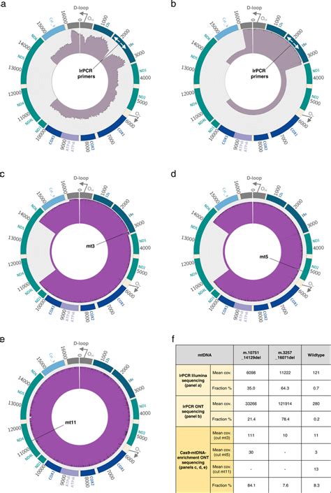 Multiple Mtdna Deletions In A Clinical Sample A B Circos Plot Of The Download Scientific