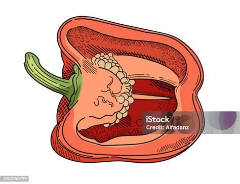 불가리아 고추 붉은 색 스케치 손으로 그린 스타일 반으로 파프리카 고추 신선한 야채 벡터 일러스트 레이 션 흰색 배경에 절연 고추류에 대한 스톡 벡터 아트 및 기타 이미지