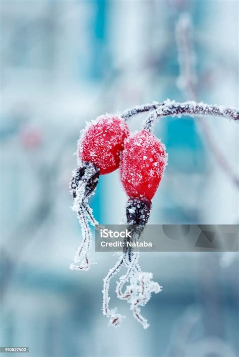 프 로스트의 흰색 차가운 결정 덮여 겨울 정원에서 와일드 로즈의 잘 익은 붉은 육즙 열매 건강한 생활방식에 대한 스톡 사진 및